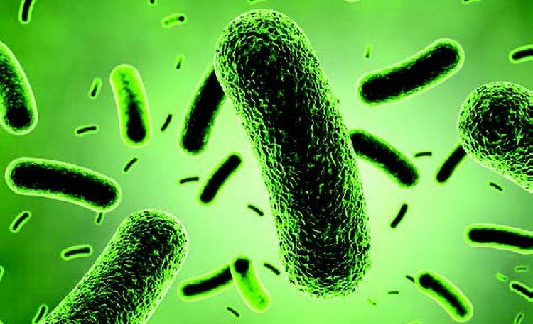 ᐅ Bacillus coagulans - un probiotico efficace | iMed Guru